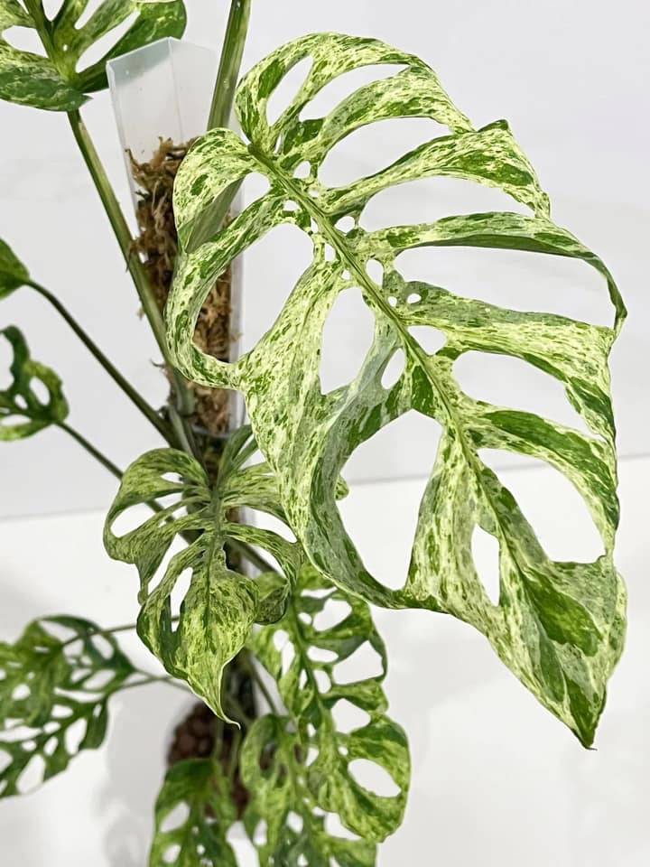 Monstera adansonii laniata mottled variegated - Tropicalplants.cn